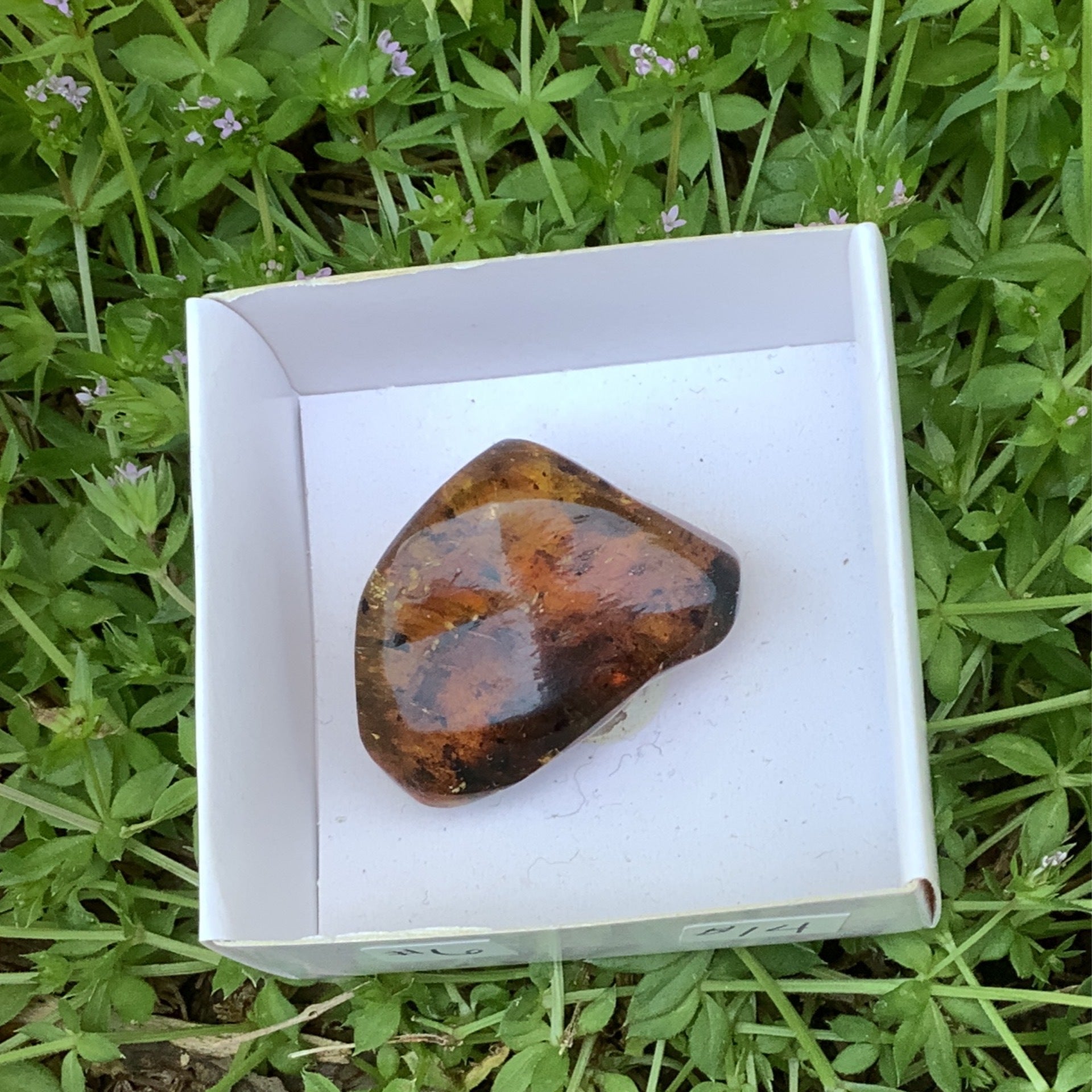 Amber | Cosmic Wander